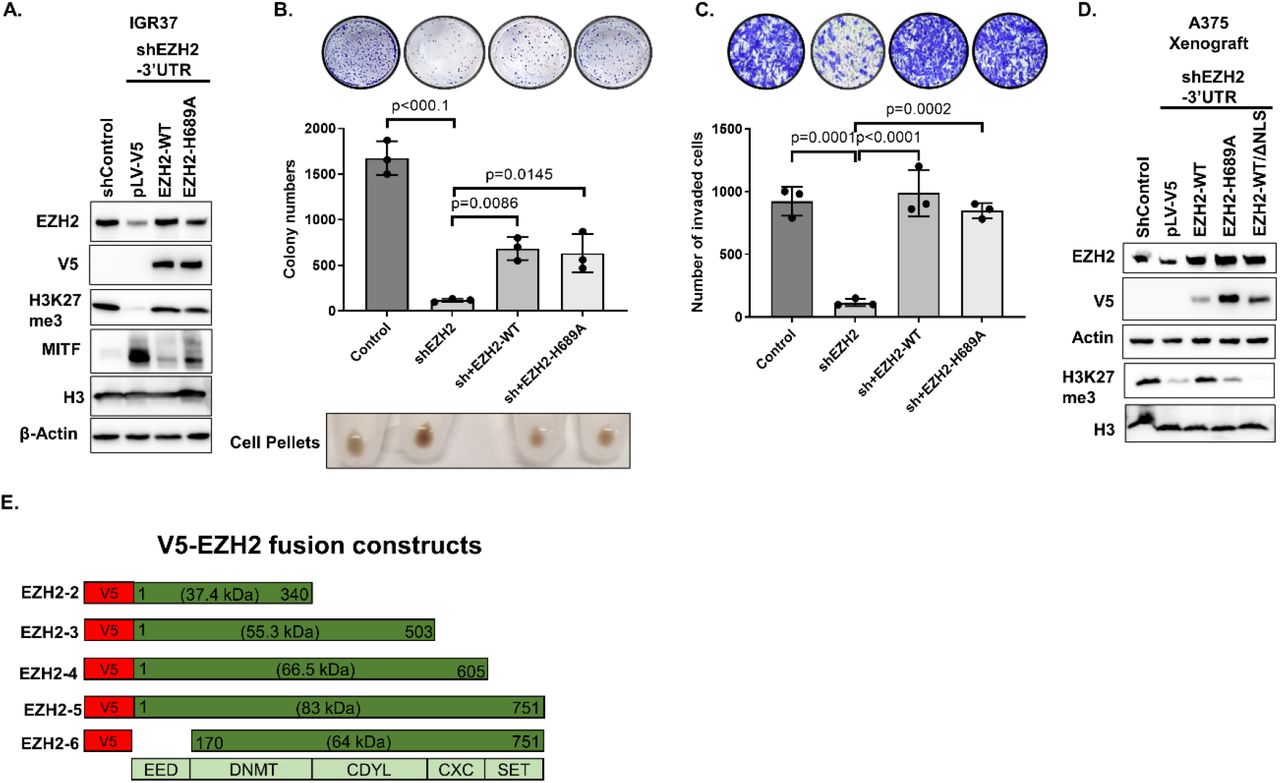 Igr37 Cells | ATCC | Bioz
