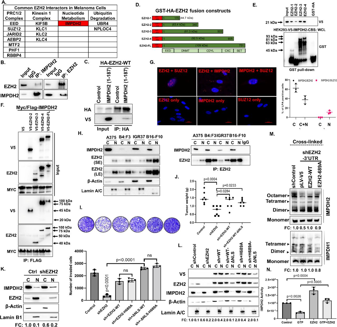 Igr37 Cell Lines | ATCC | Bioz