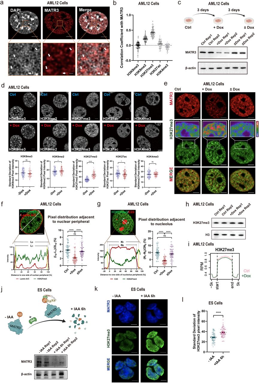 Mouse Hepatocyte Cell Line Alpha Mouse Liver 12 Aml12 | ATCC | Bioz