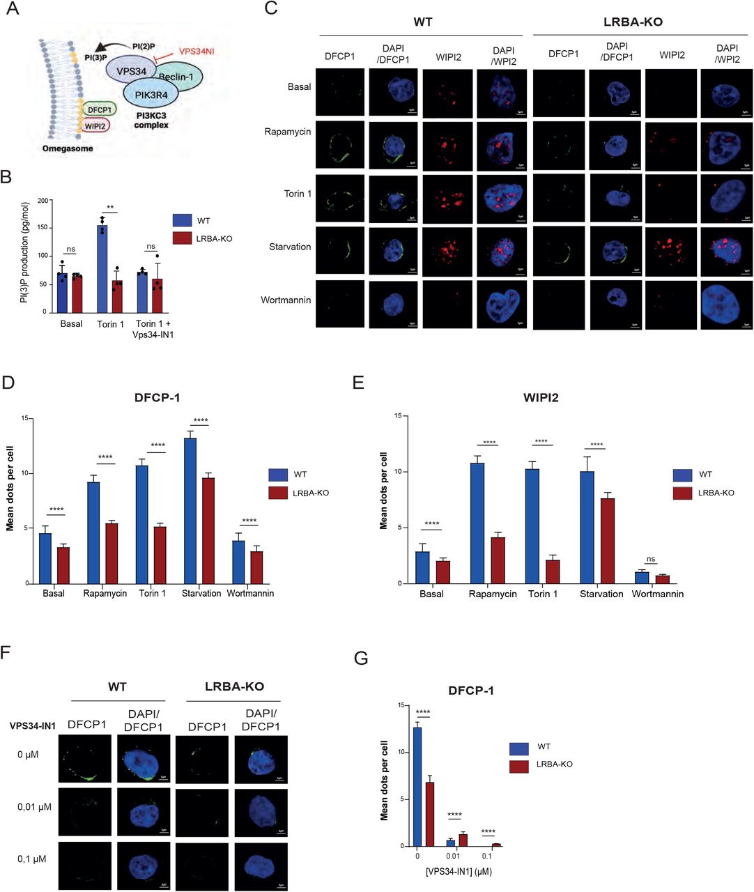 Bafilomycin A 1 | InvivoGen | Bioz