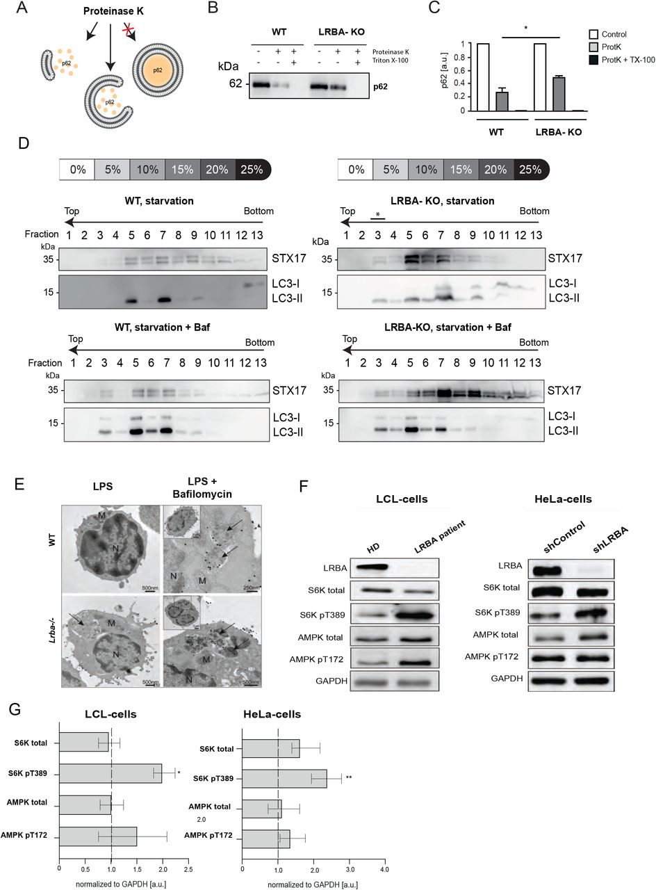 Bafilomycin A 1 | InvivoGen | Bioz