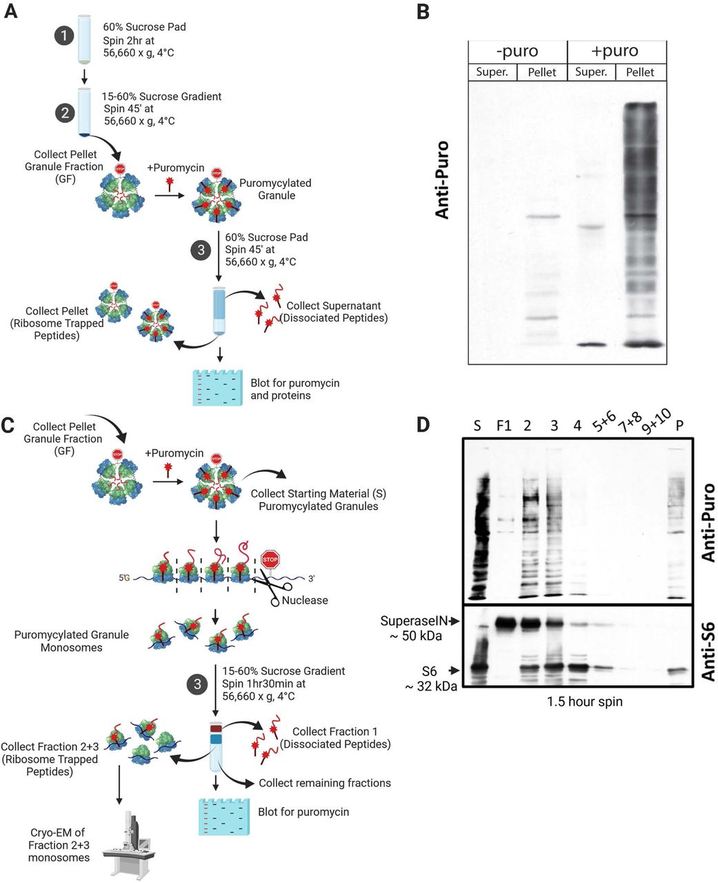 Workflow | Thermo Fisher | Bioz