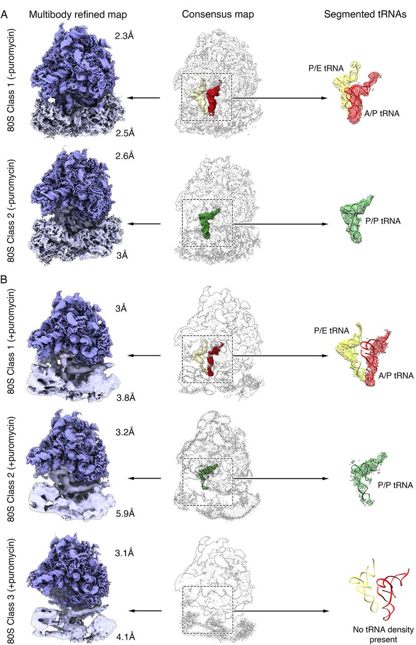 Trna | Thermo Fisher | Bioz