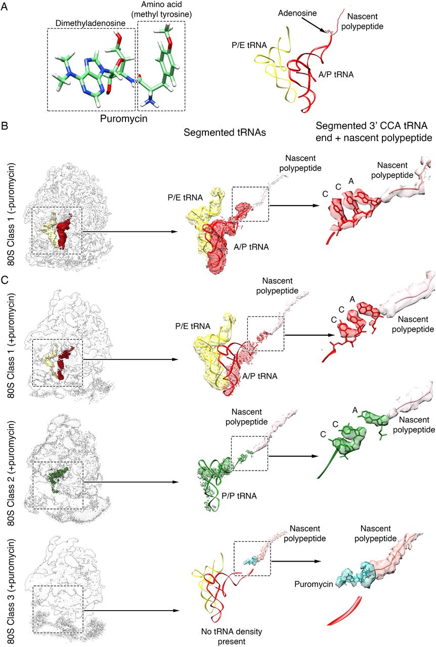 Trna | Thermo Fisher | Bioz