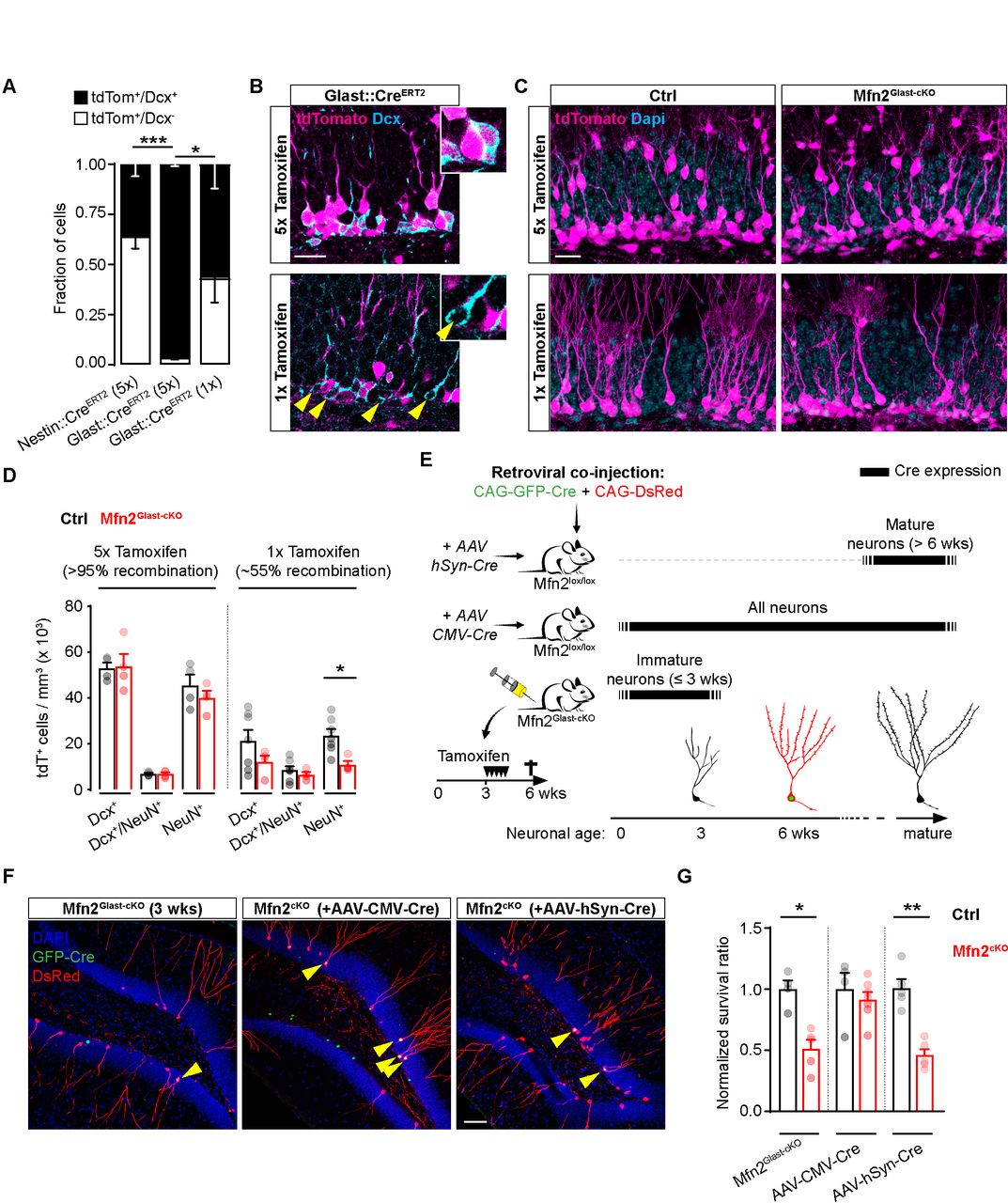 Mouse Anti Neun Antibody | Millipore | Bioz