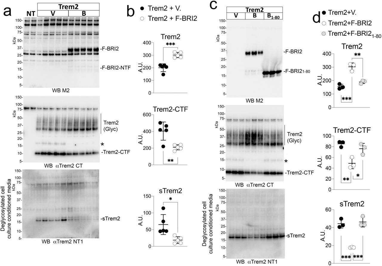 Anti Human Trem2 Antibody | R&D Systems | Bioz
