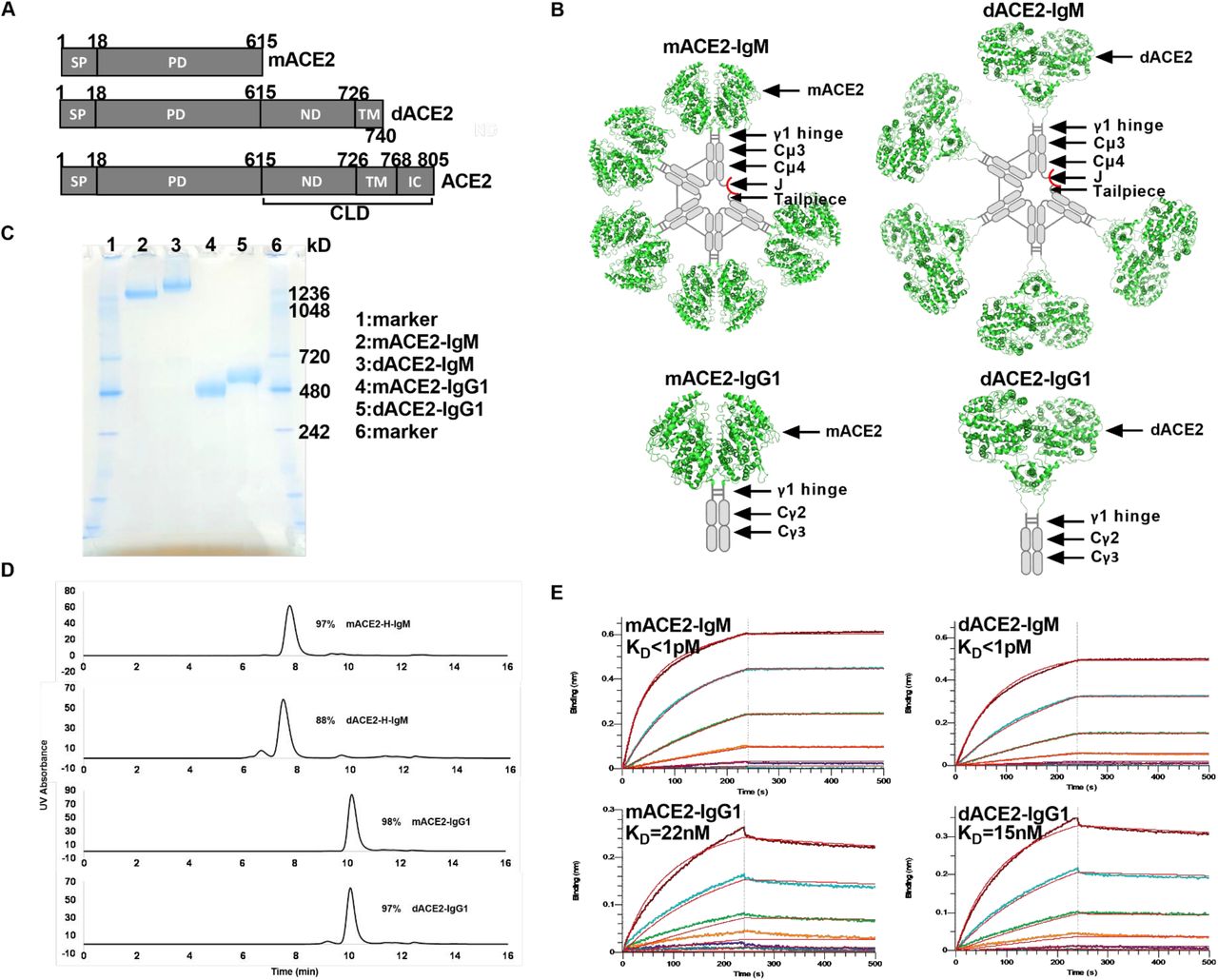 Transient Transfection | Thermo Fisher | Bioz