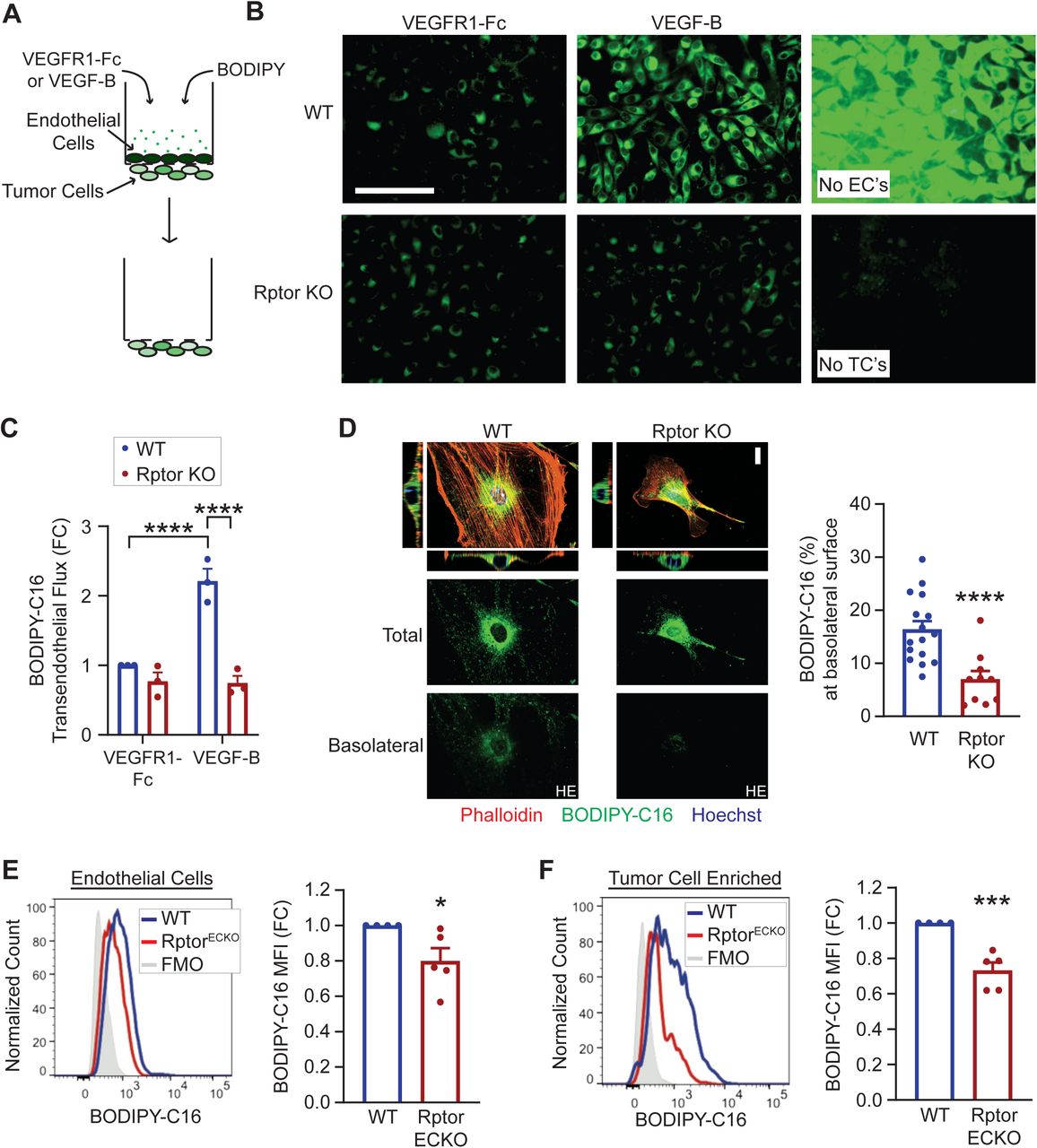 Bodipy Fl C16 | Thermo Fisher | Bioz