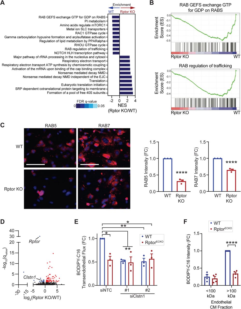 Bodipy Fl C16 | Thermo Fisher | Bioz