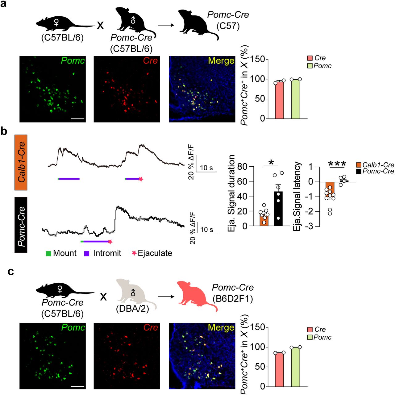 Calb1 | Santa Cruz Biotechnology | Bioz