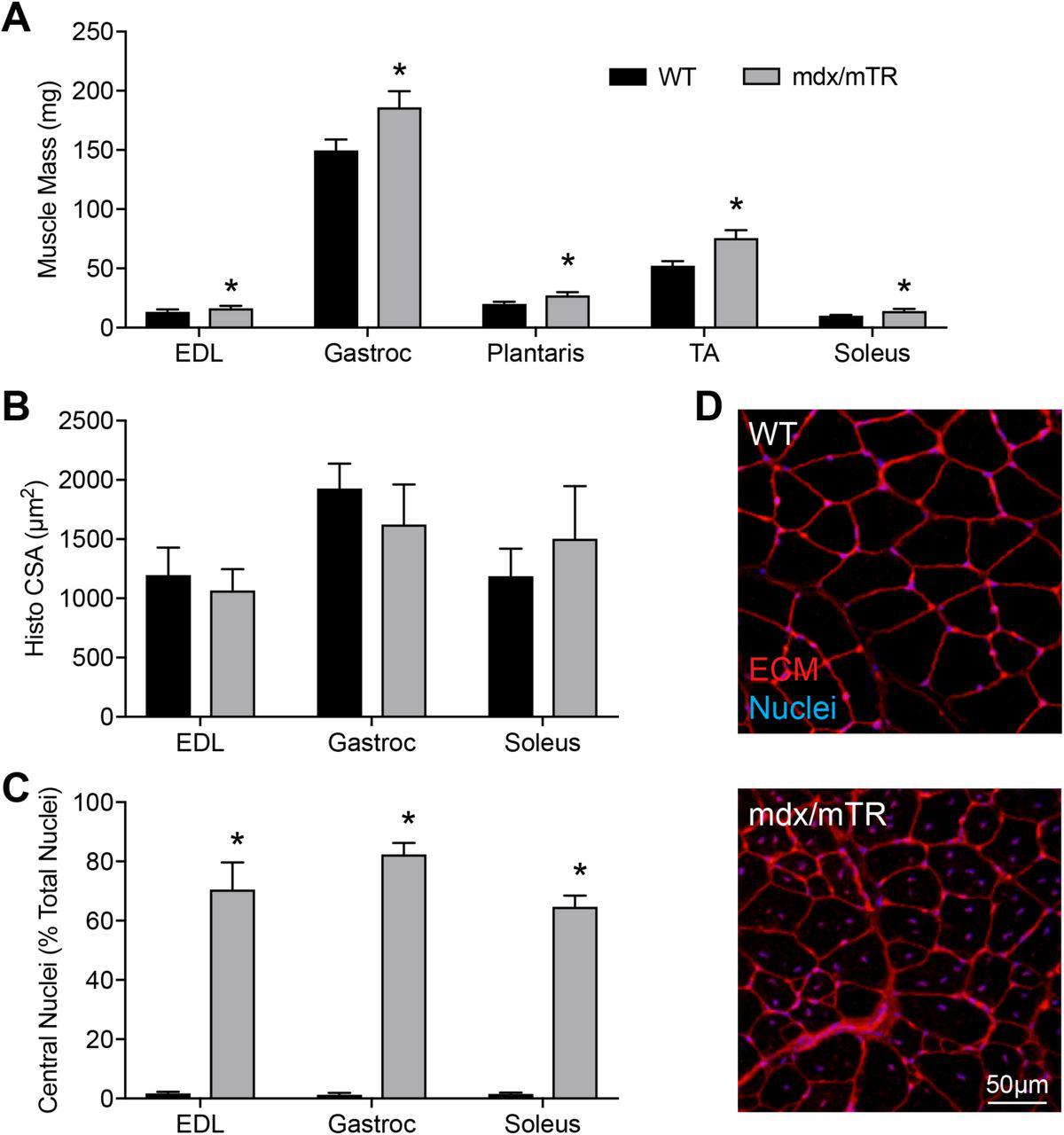 Wheat Germ Agglutinin Wga Conjugated To Alexafluor 555 | Thermo Fisher ...