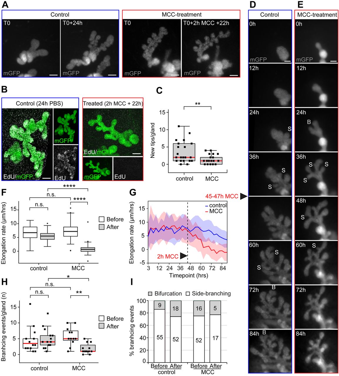 R26r Tdtomato Mice | The Jackson Laboratory | Bioz