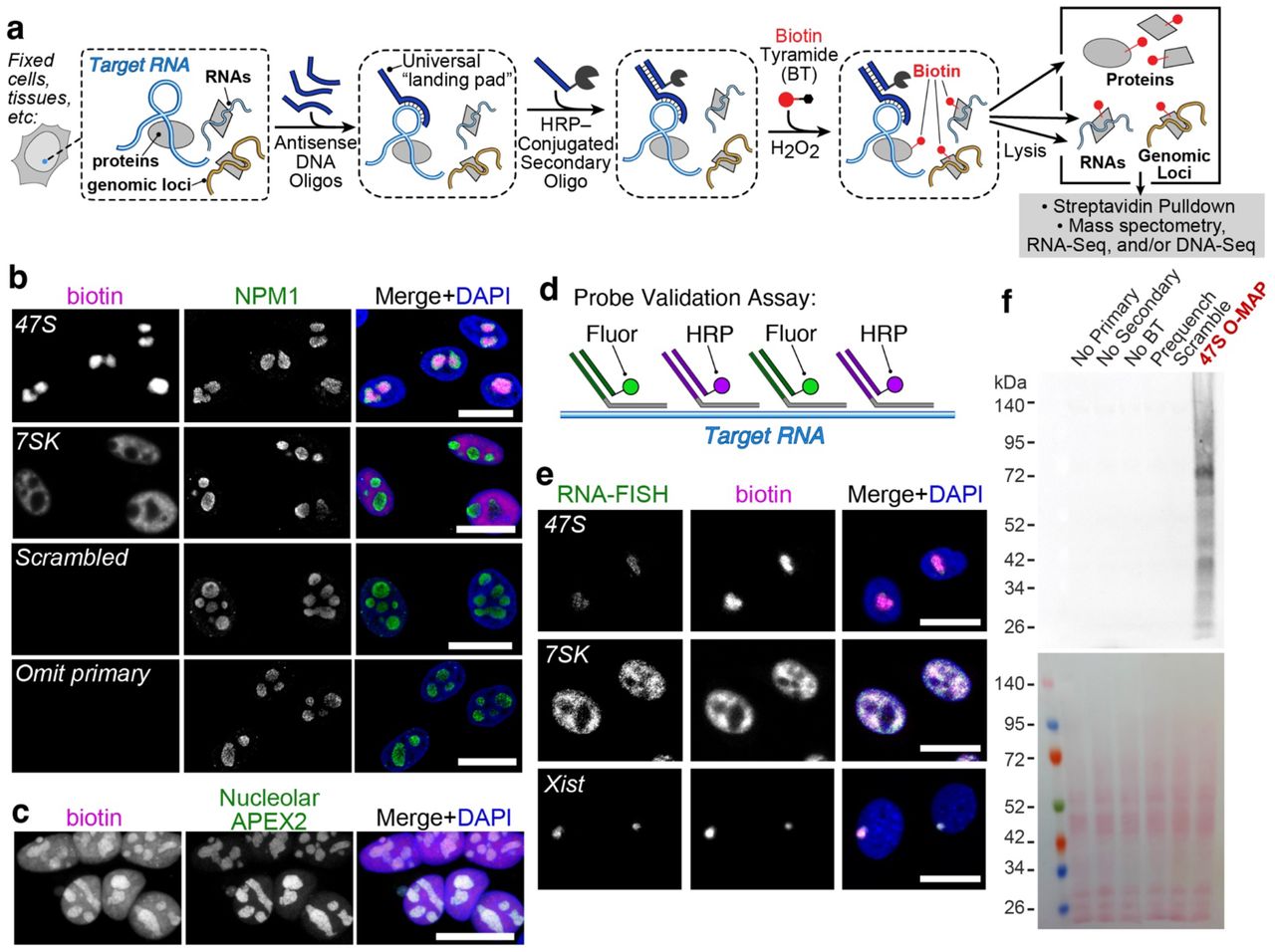 Neutravidin Blocking Solution | Thermo Fisher | Bioz