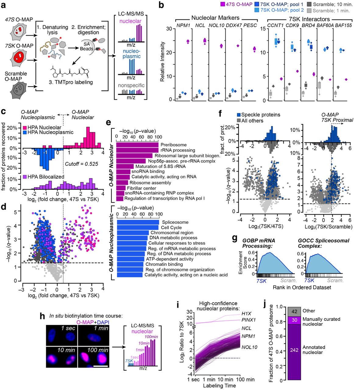 Neutravidin Blocking Solution | Thermo Fisher | Bioz