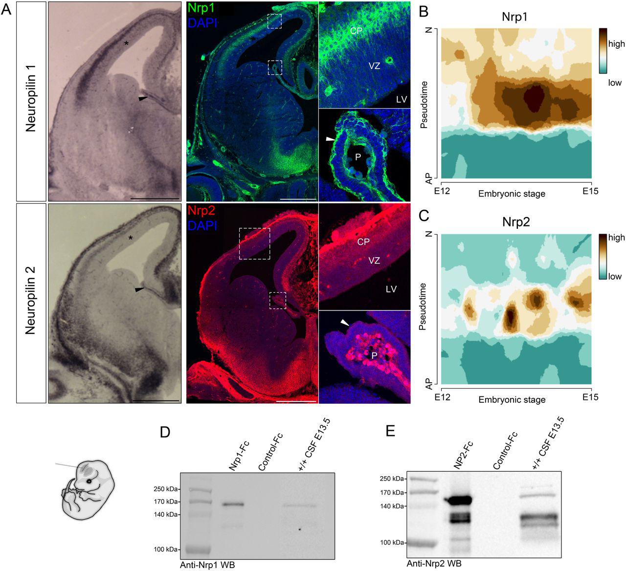 Nrp2 Fc | R&D Systems | Bioz