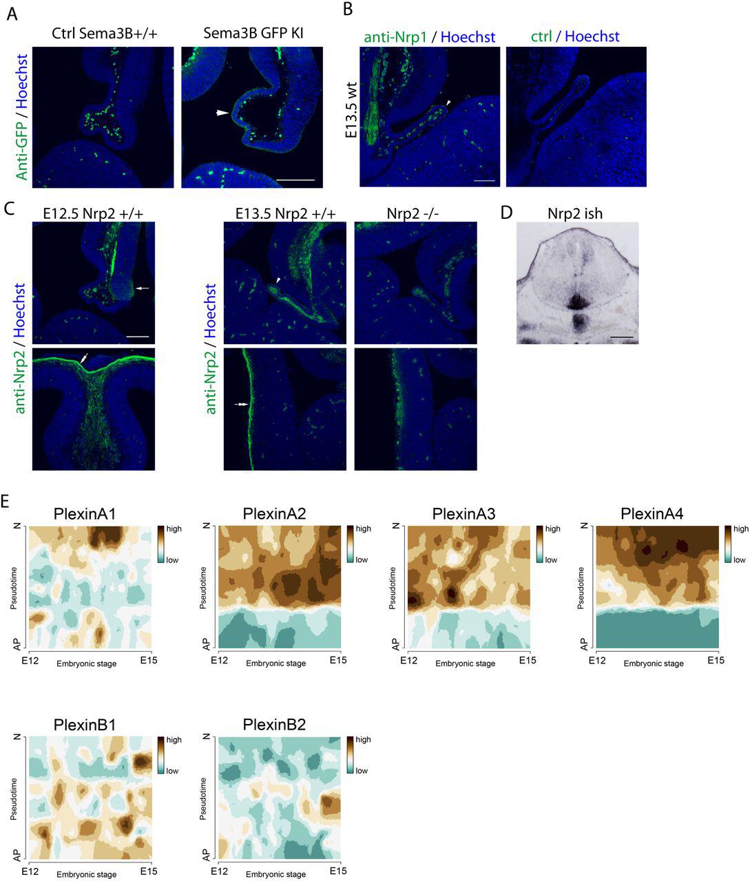 Nrp2 Fc | R&D Systems | Bioz