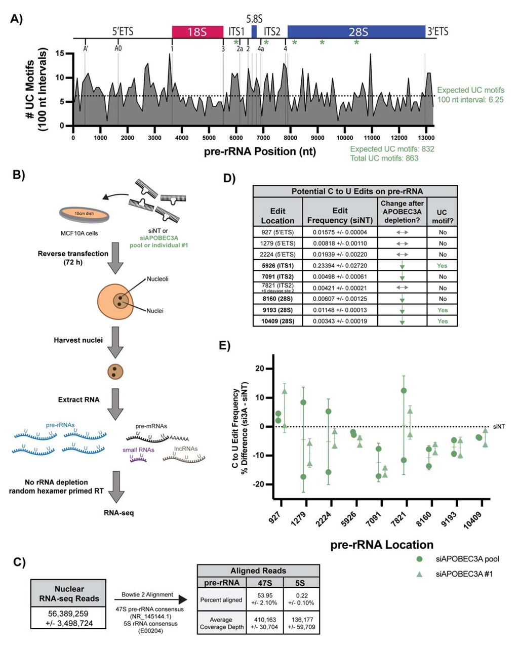 Apobec3a Sirna Depletion | Agilent technologies | Bioz