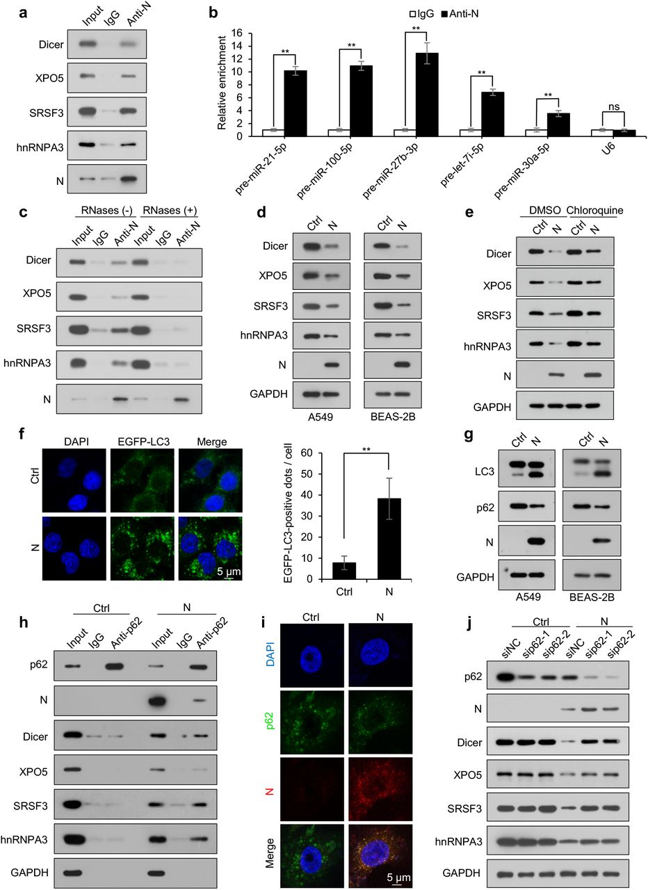 A549 Human Lung Adenocarcinoma Epithelial Cell Line | ATCC | Bioz