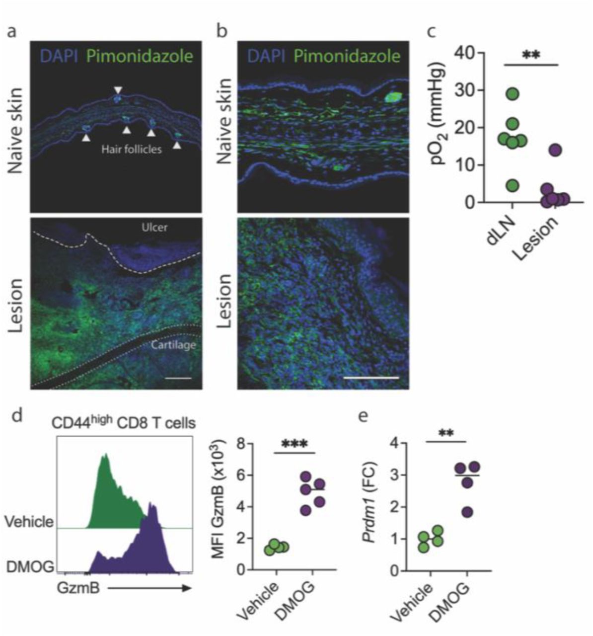 Anti Pimonidazole Antibody | Hypoxyprobe inc | Bioz