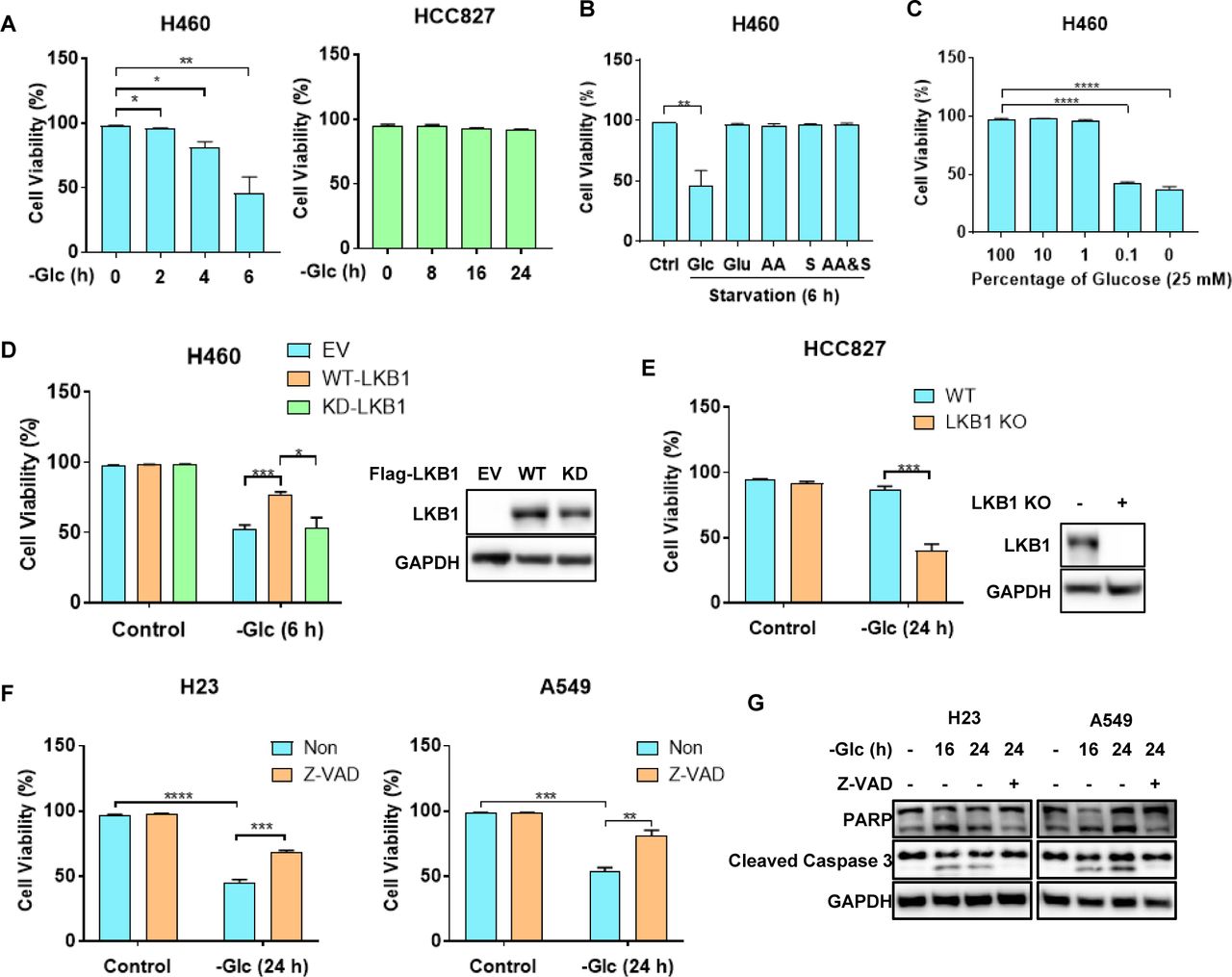 Amino Acid Free Dmem | Thermo Fisher | Bioz