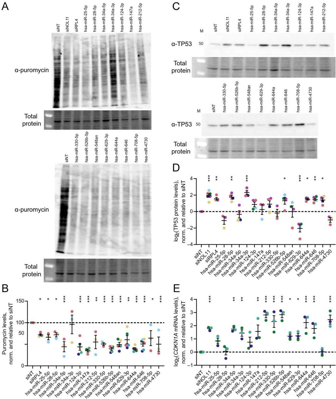 Human Breast Epithelial Mcf10a Cells | ATCC | Bioz