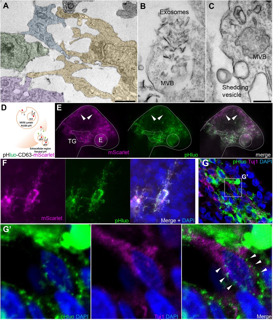 Mouse Anti Tuj1 | Covance | Bioz