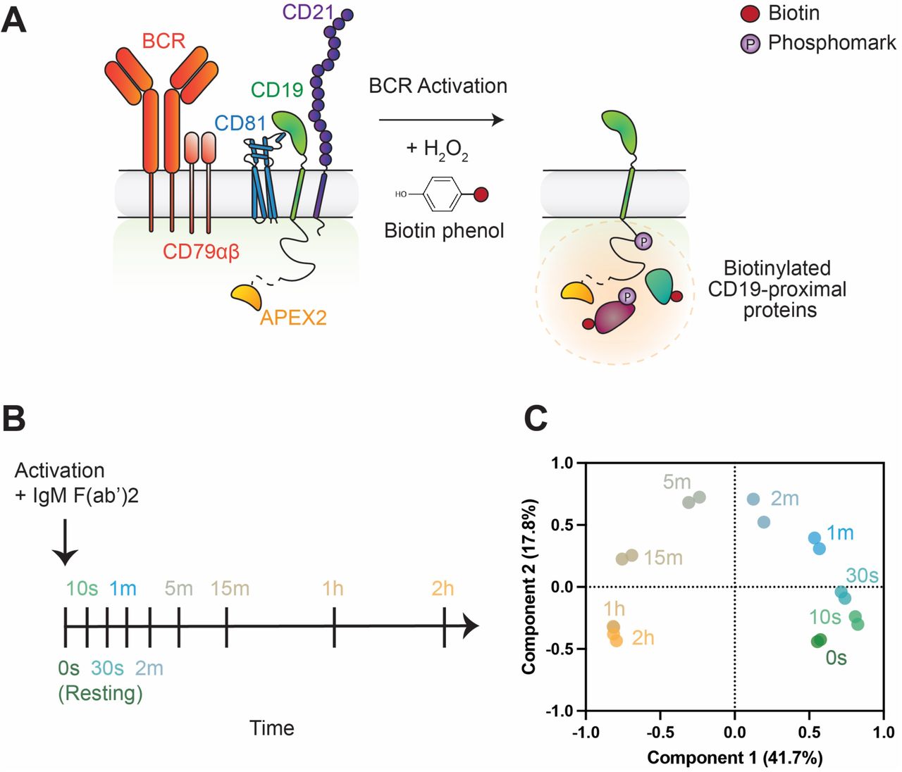 Anti Cd19 | Thermo Fisher | Bioz