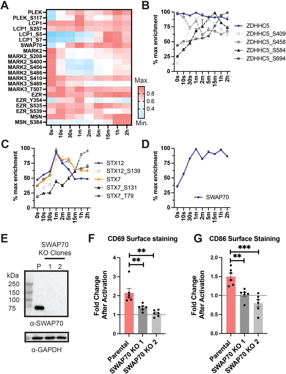 Raji Cell | ATCC | Bioz