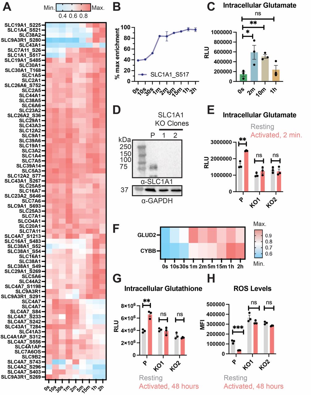 Raji Cell | ATCC | Bioz