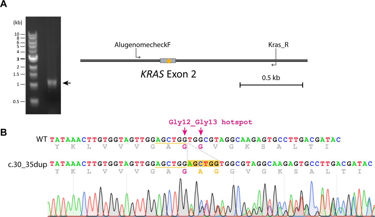 Rpe Cells | atcc | Bioz