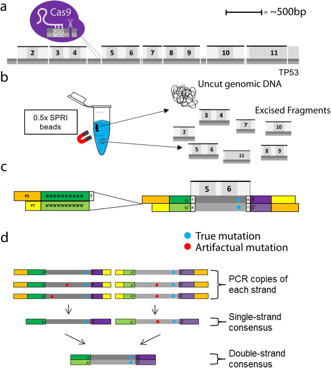 1x Neb Cas9 Reaction Buffer | New England Biolabs | Bioz