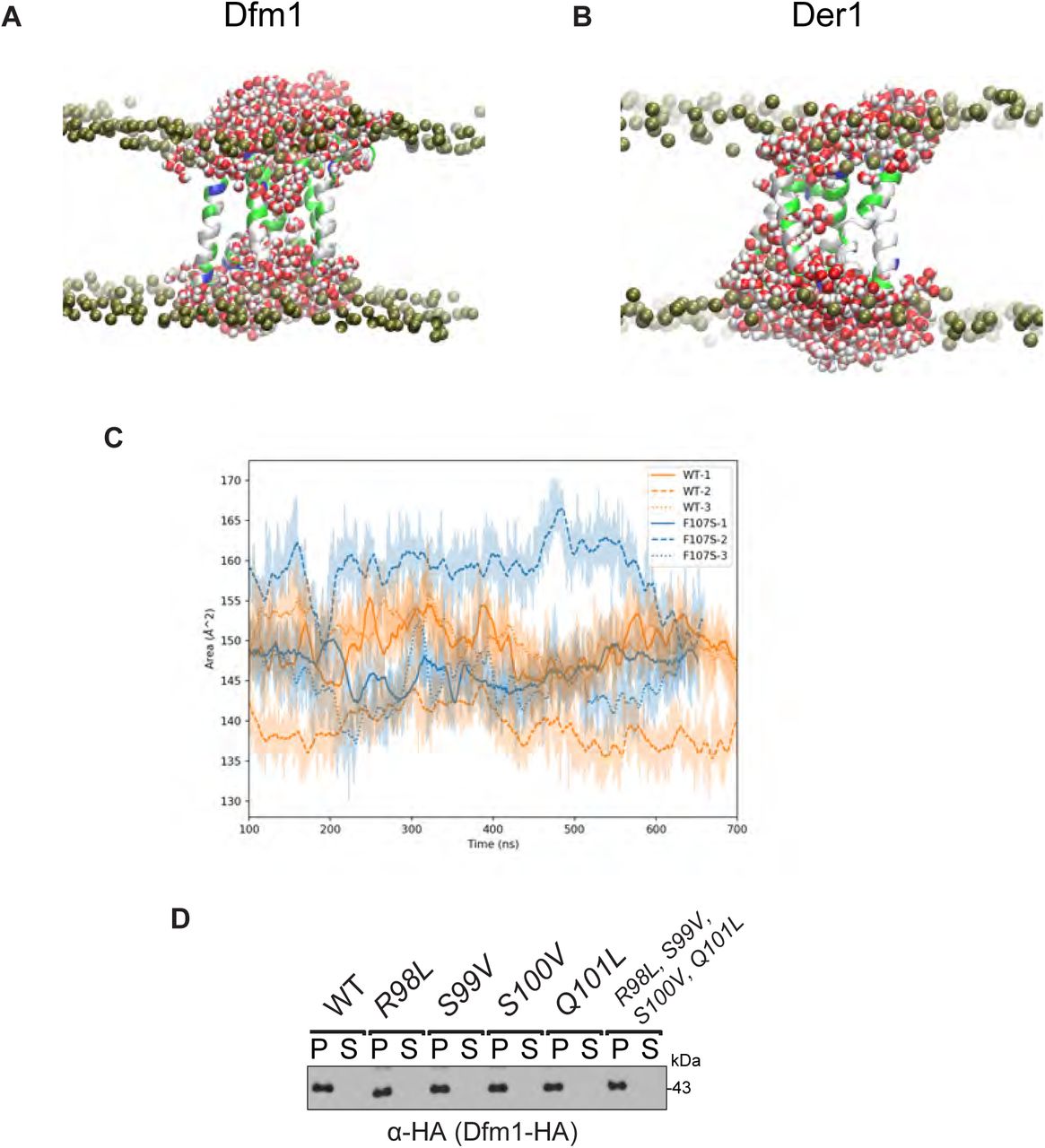 Dfm1 | Promega | Bioz