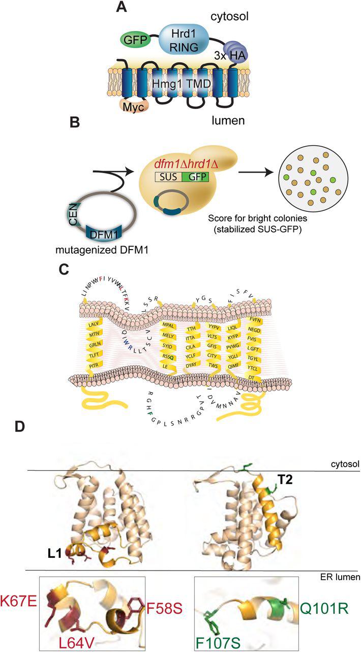 Mutagenized Dfm1 | Promega | Bioz