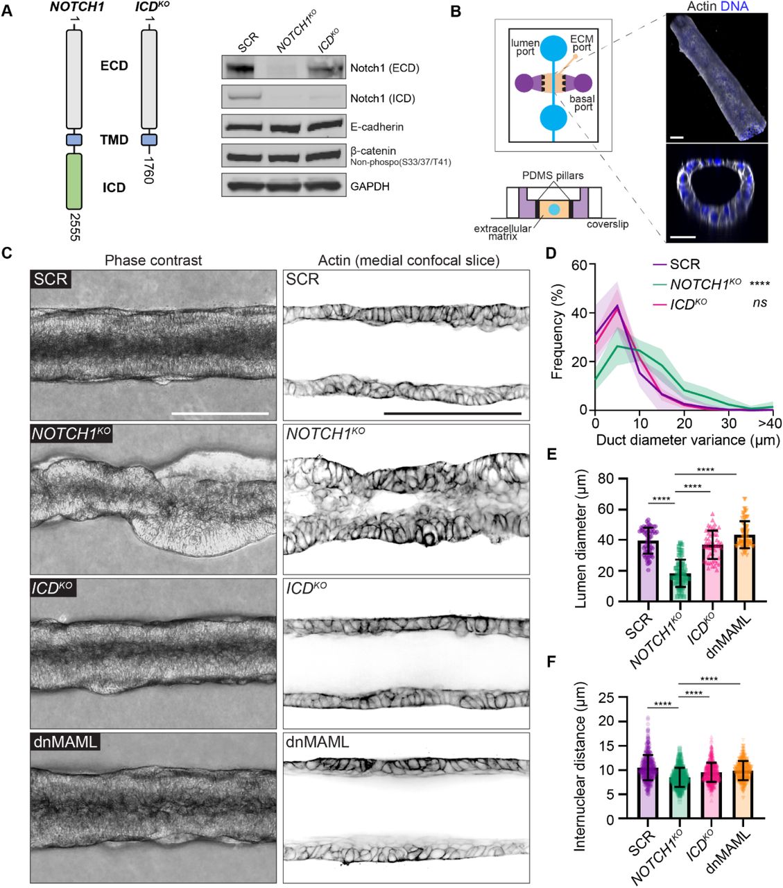 Notch1 V1744 | Cell Signaling Technology Inc | Bioz
