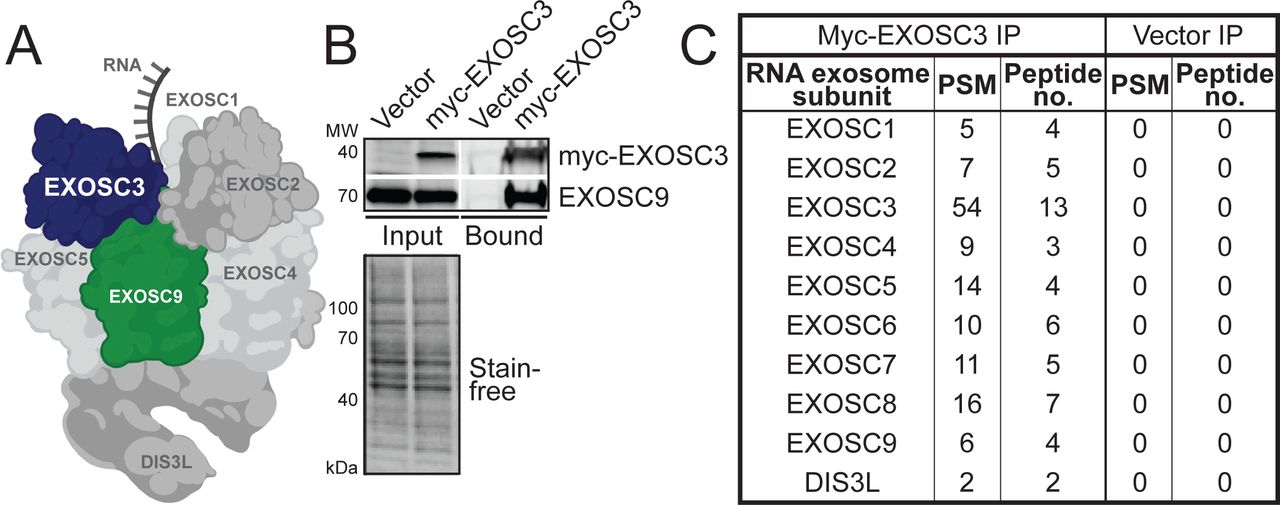 Exosc3 Sirna 2 | Integrated DNA Technologies | Bioz