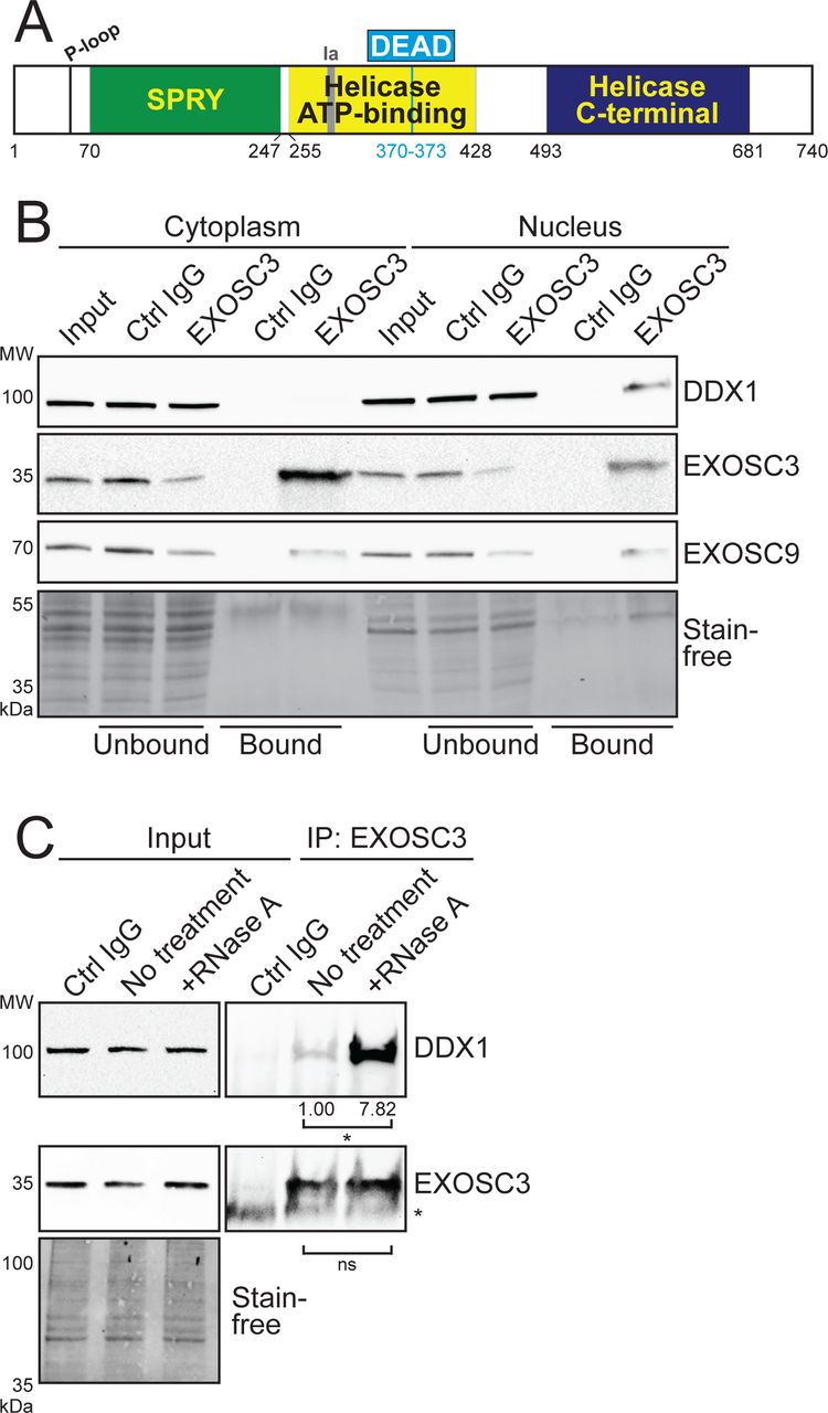 Exosc3 Sirna 2 | Integrated DNA Technologies | Bioz