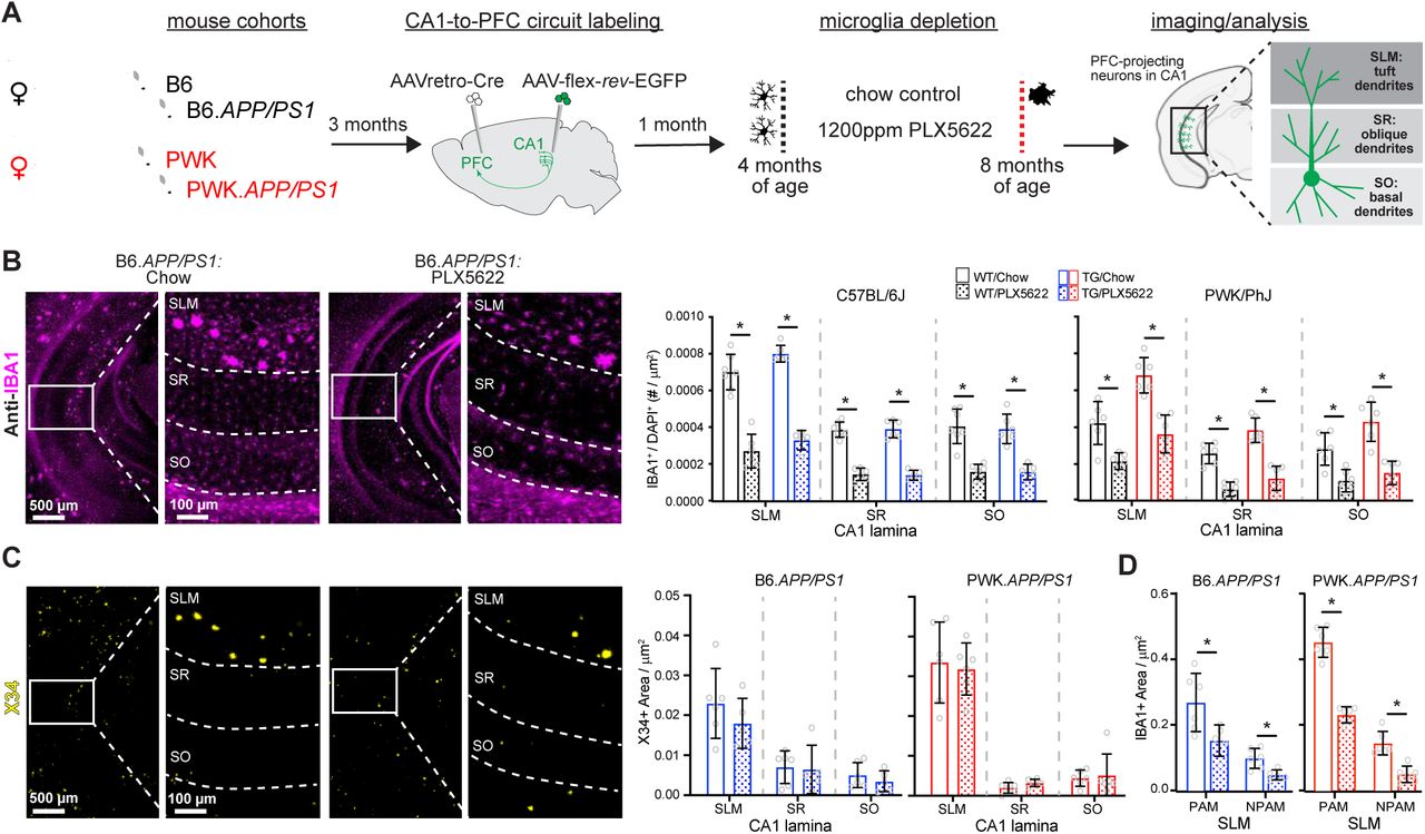 Plx5622 | research diets inc | Bioz