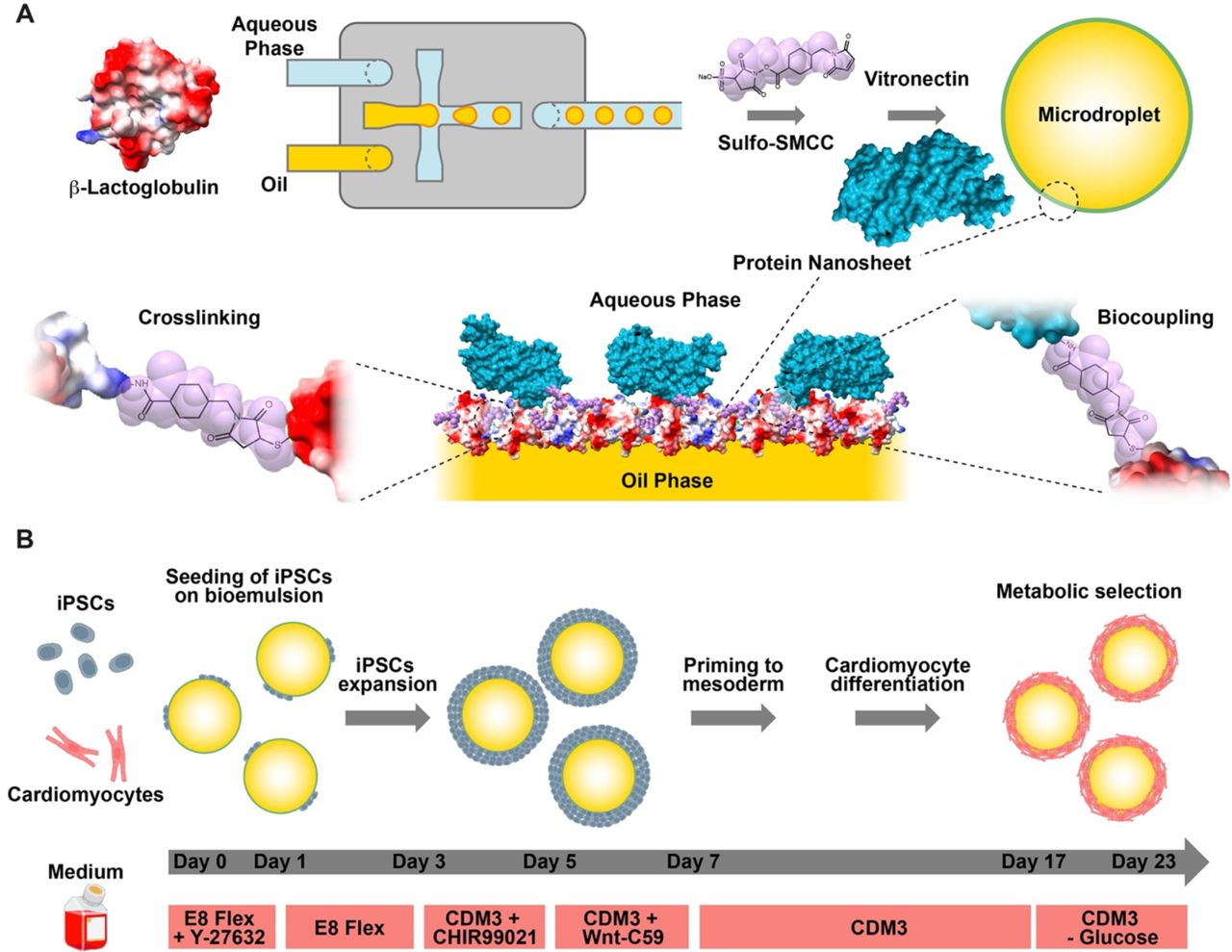 Vitronectin | Thermo Fisher | Bioz
