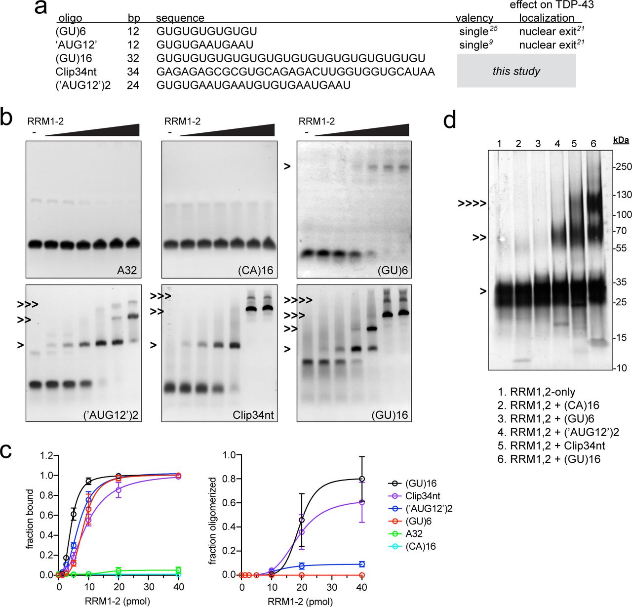 Sybr Gold Nucleic Acid Gel Stain | Thermo Fisher | Bioz