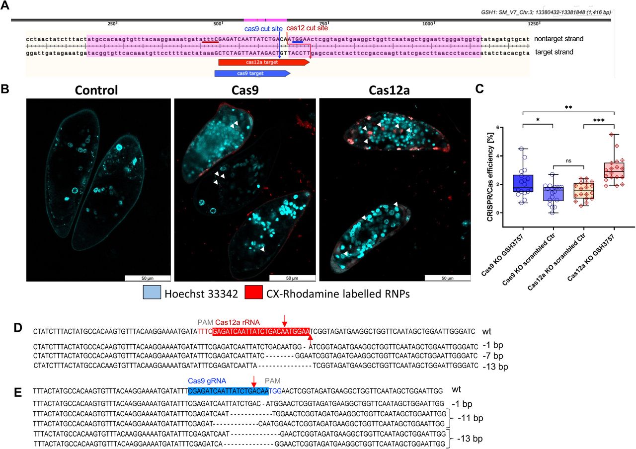 Electroporation Cuvettes | Bio-Rad | Bioz