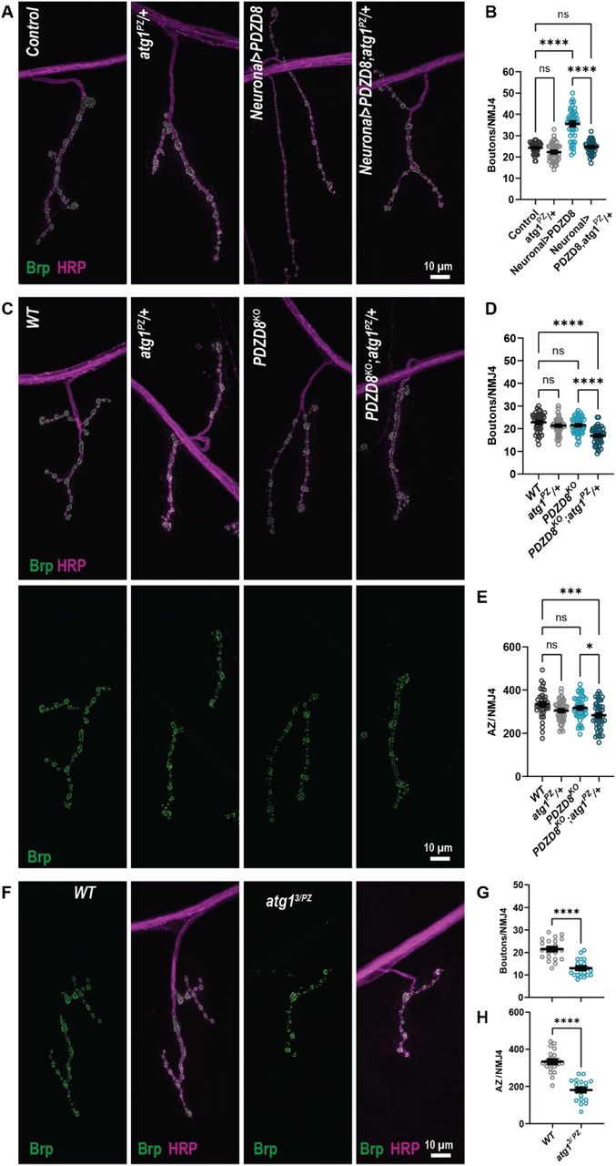 Cy3 Conjugated Anti Hrp | Jackson Immuno | Bioz
