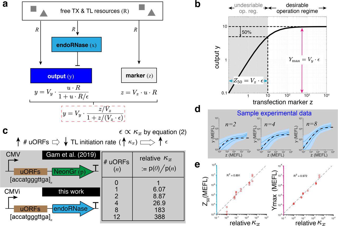 Hek293ft Cells | Bioz | Ratings For Life-Science Research