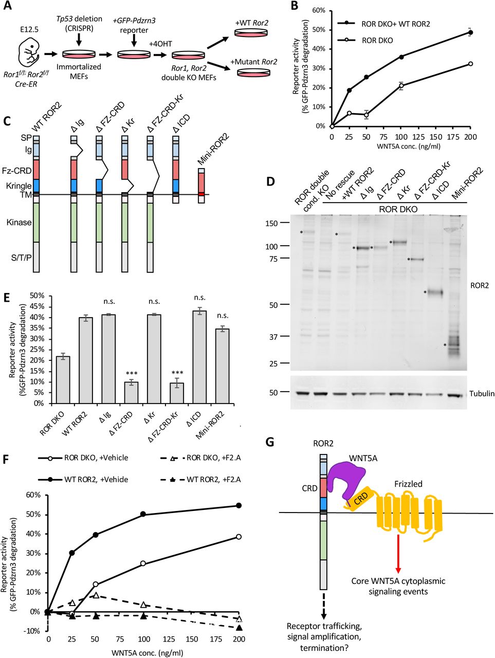 Crispr Cas9 Construct | Thermo Fisher | Bioz