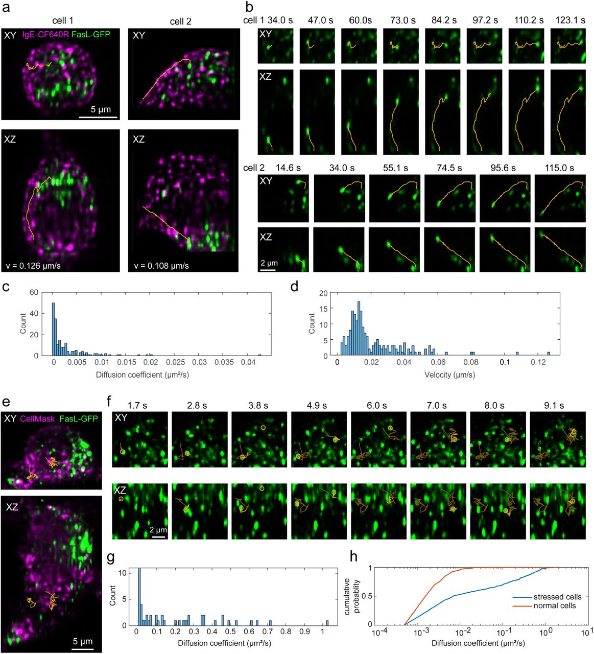 Cellmask Deep Red Plasma Membrane Stain | Thermo Fisher | Bioz