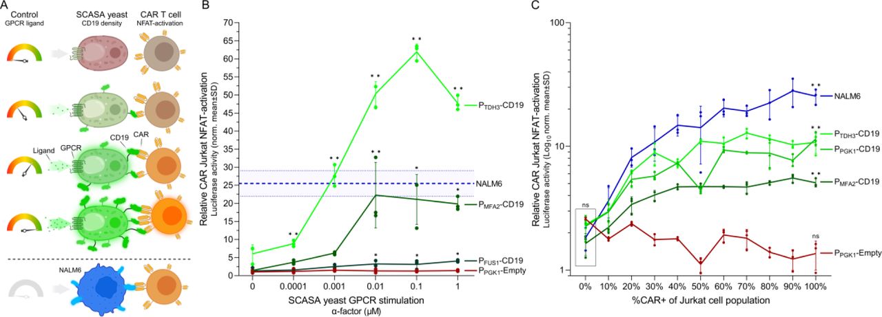 Cell Line Jurkat | ATCC | Bioz