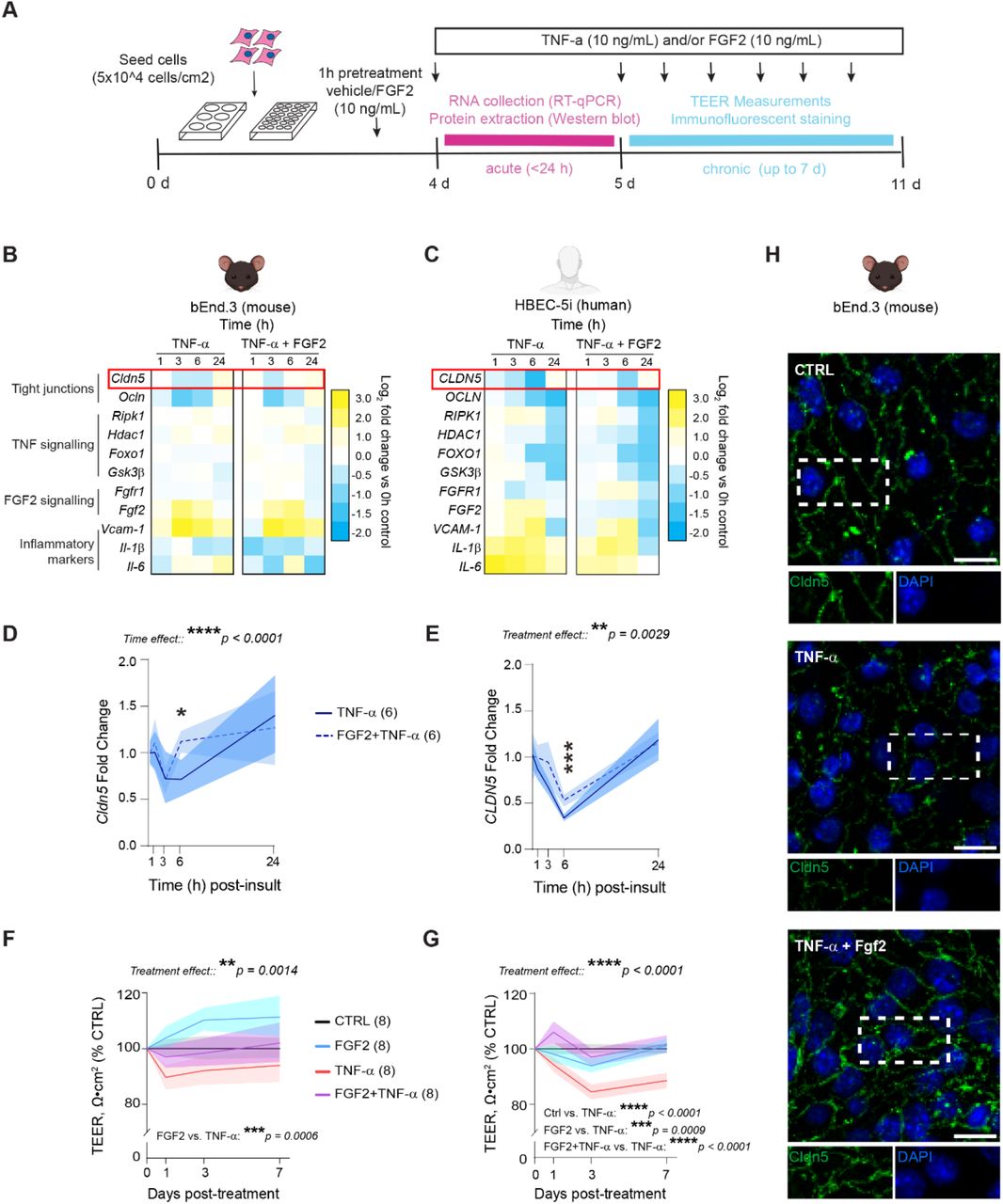 Mouse Brain Endothelial Cells Bend 3 | ATCC | Bioz