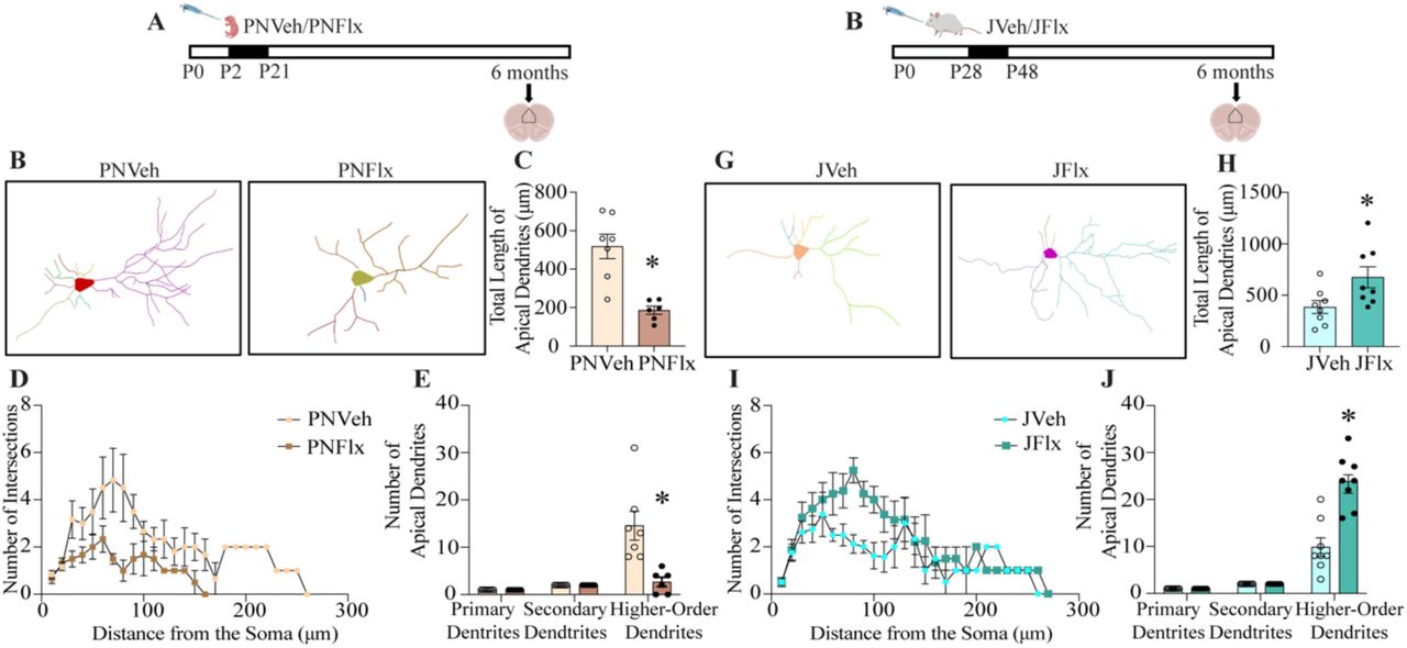 Fd Rapid Golgi Stain Kit | FD NeuroTechnologies | Bioz