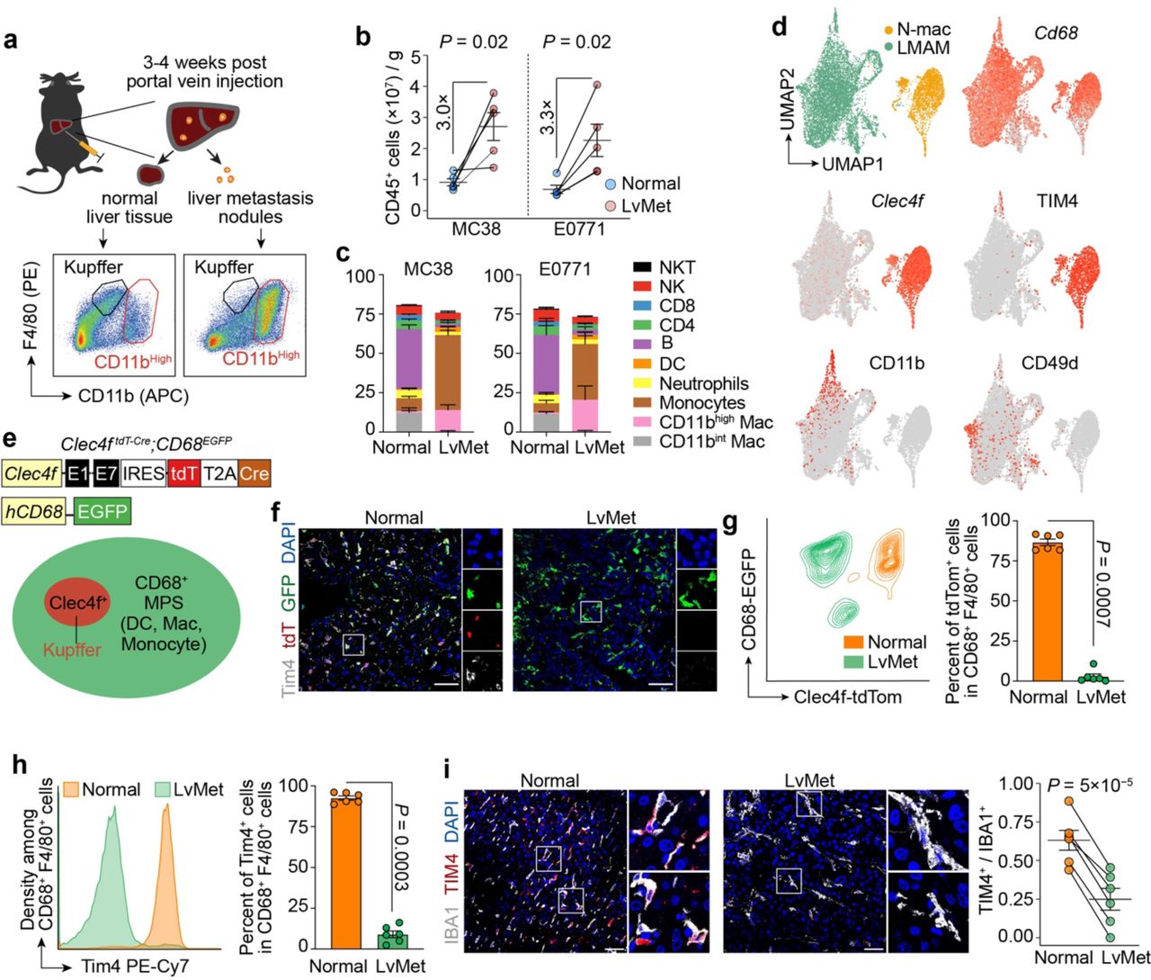 Mc38 Cells | Thermo Fisher | Bioz
