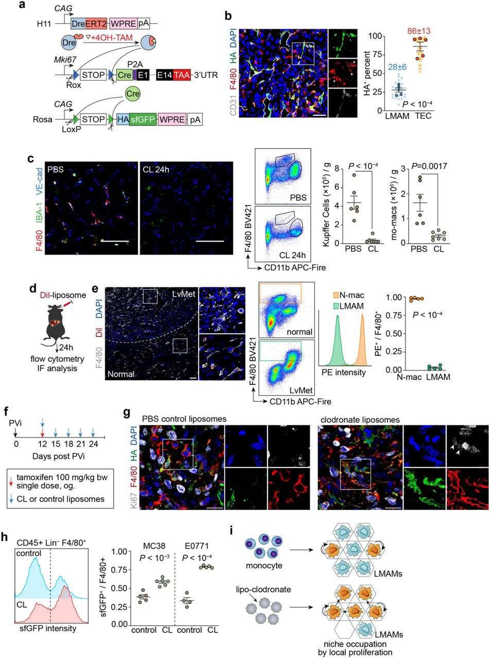 Mc38 Cells | Thermo Fisher | Bioz