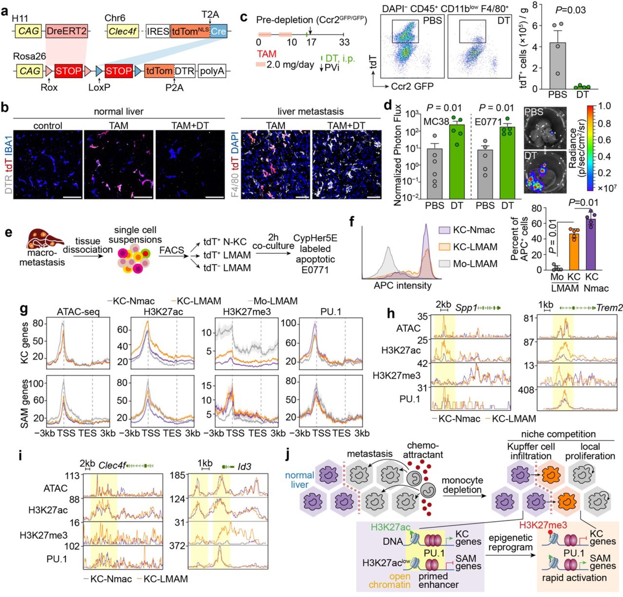 Mc38 Cells | Thermo Fisher | Bioz